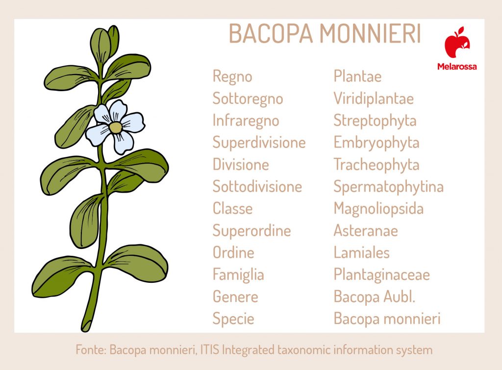 Bacopa: che pianta è, proprietà, benefici, usi e controindicazioni