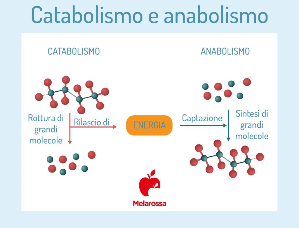 Catabolismo: definizione e differenze con anabolismo