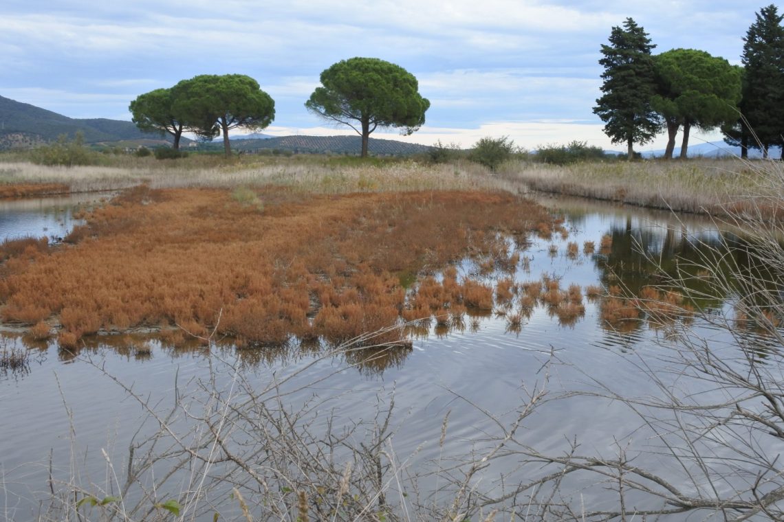 Alla scoperta della Maremma, riserva naturale Diaccia Botrona