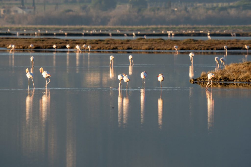 Alla scoperta della Maremma, riserva naturale Diaccia Botrona