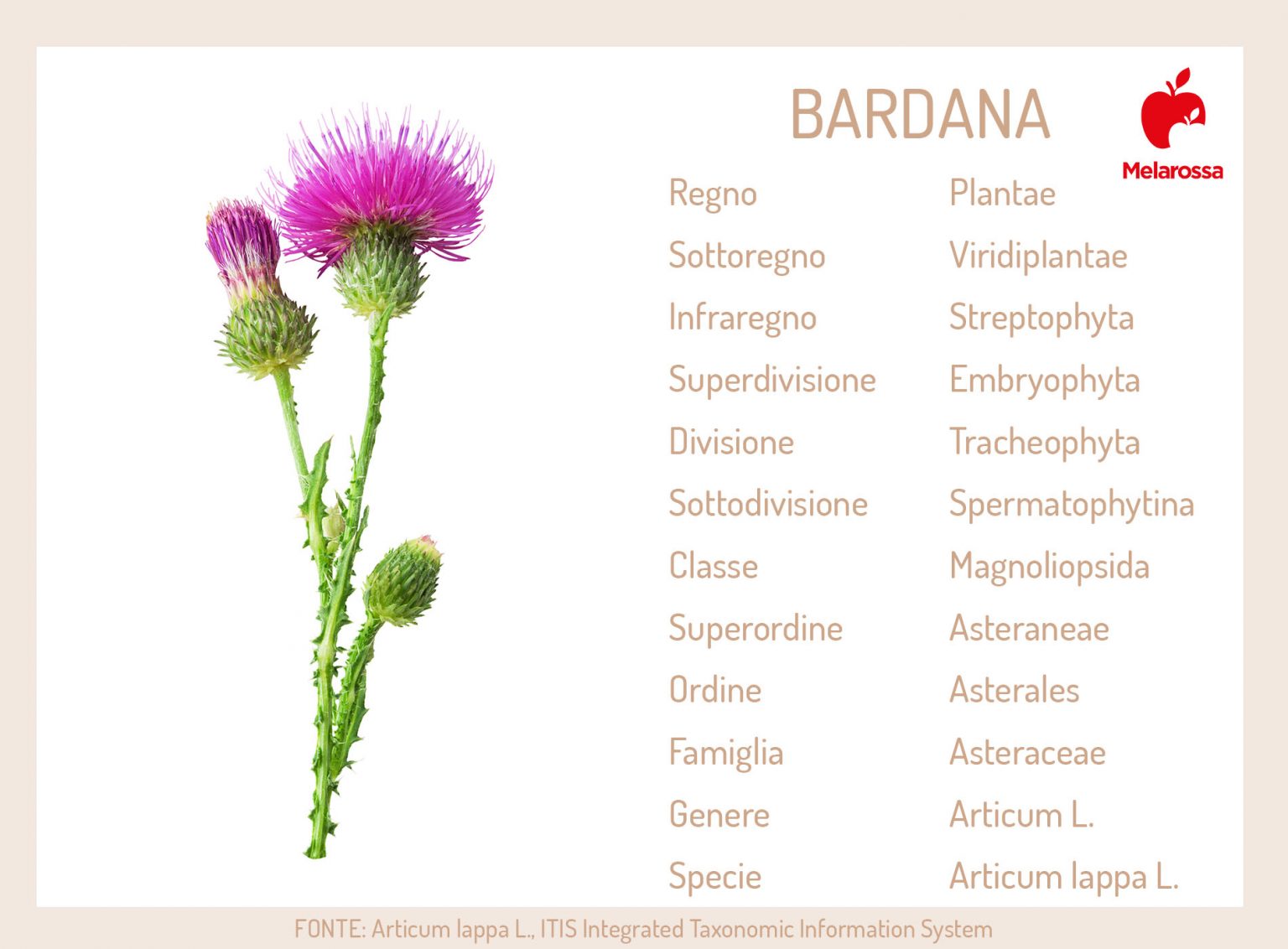 Bardana: proprietà, benefici, usi, posologia, controindicazioni