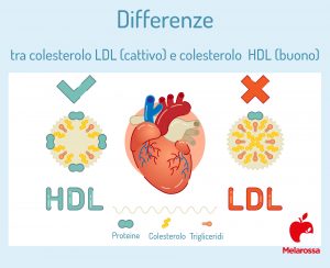Colesterolo totale: cos'è, valori normali e cosa fare se alto o basso