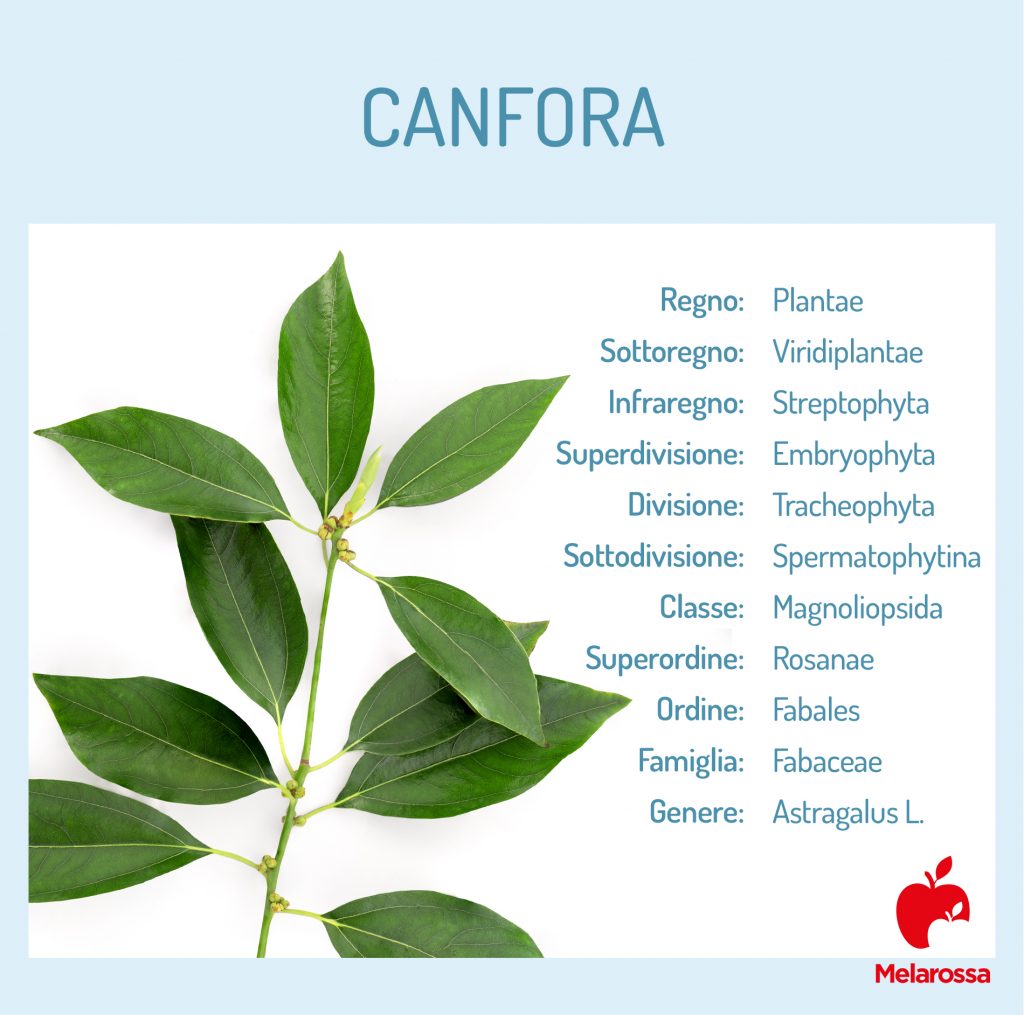 Canfora: che cos'è, proprietà, benefici, usi e controindicazioni