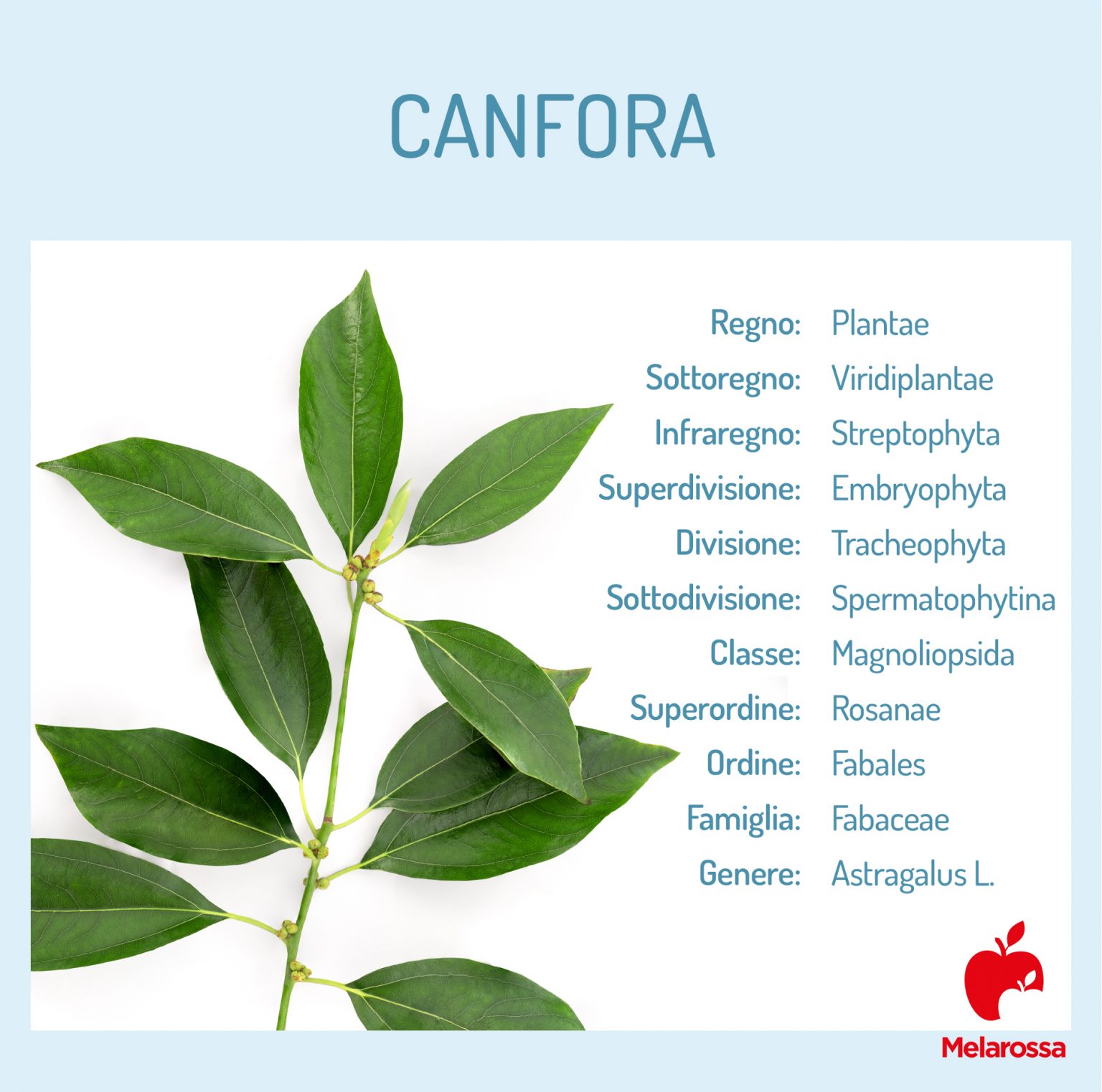 Canfora: che cos'è, proprietà, benefici, usi e controindicazioni