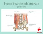 Anatomia addome: i muscoli, la loro funzione e come allenarli