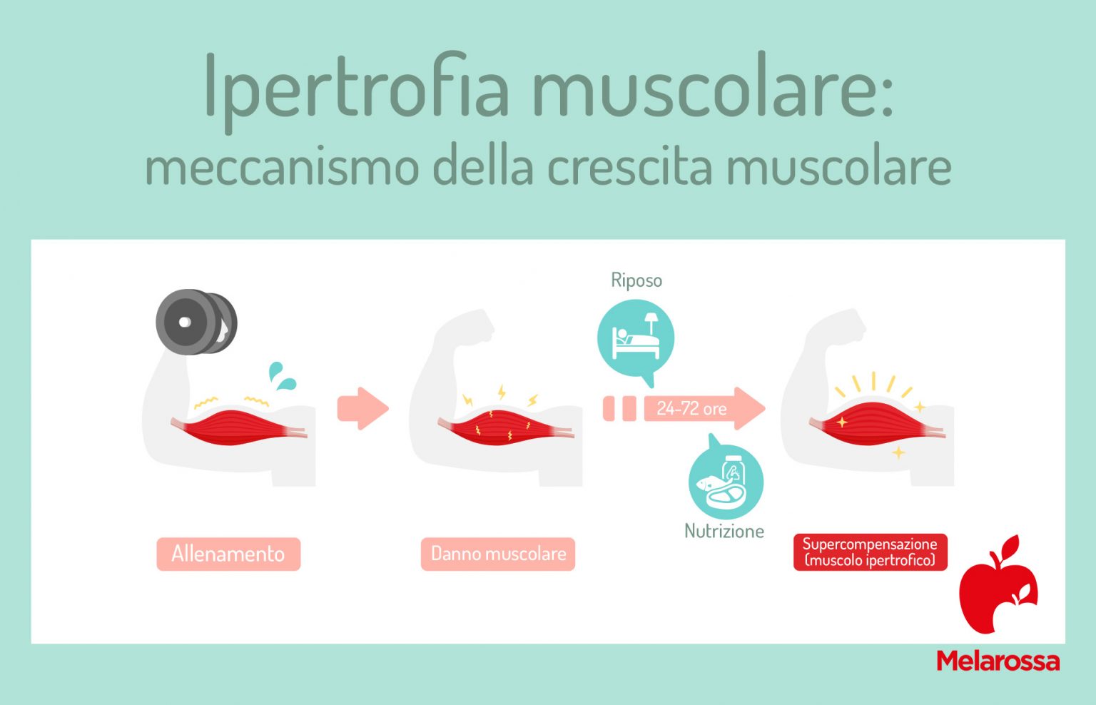 Ipertrofia muscolare: come aumentare la massa muscolare