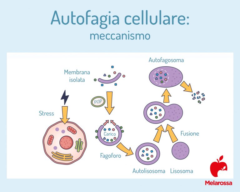 Autofagia: che cos'è, significato, funzioni ed effetti sul corpo