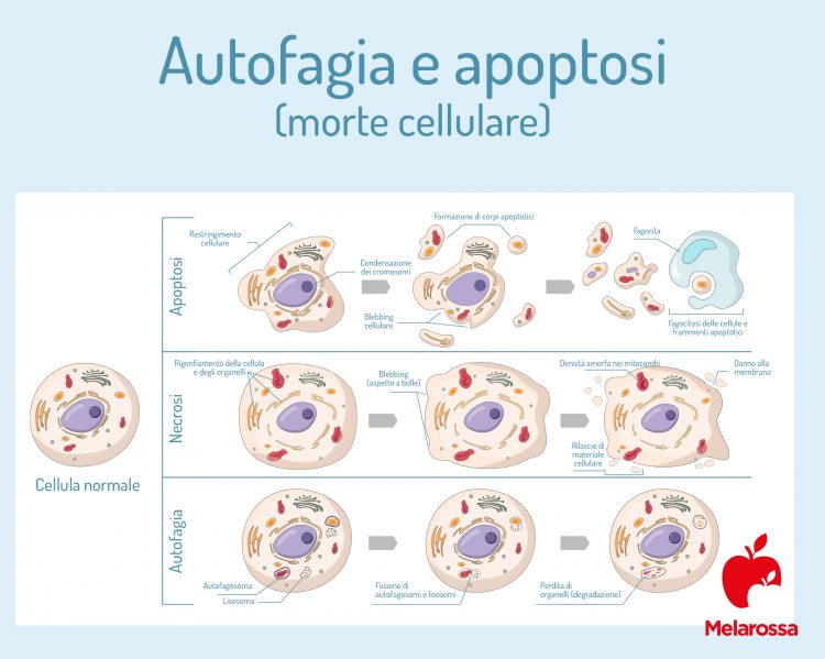 Autofagia: che cos'è, significato, funzioni ed effetti sul corpo