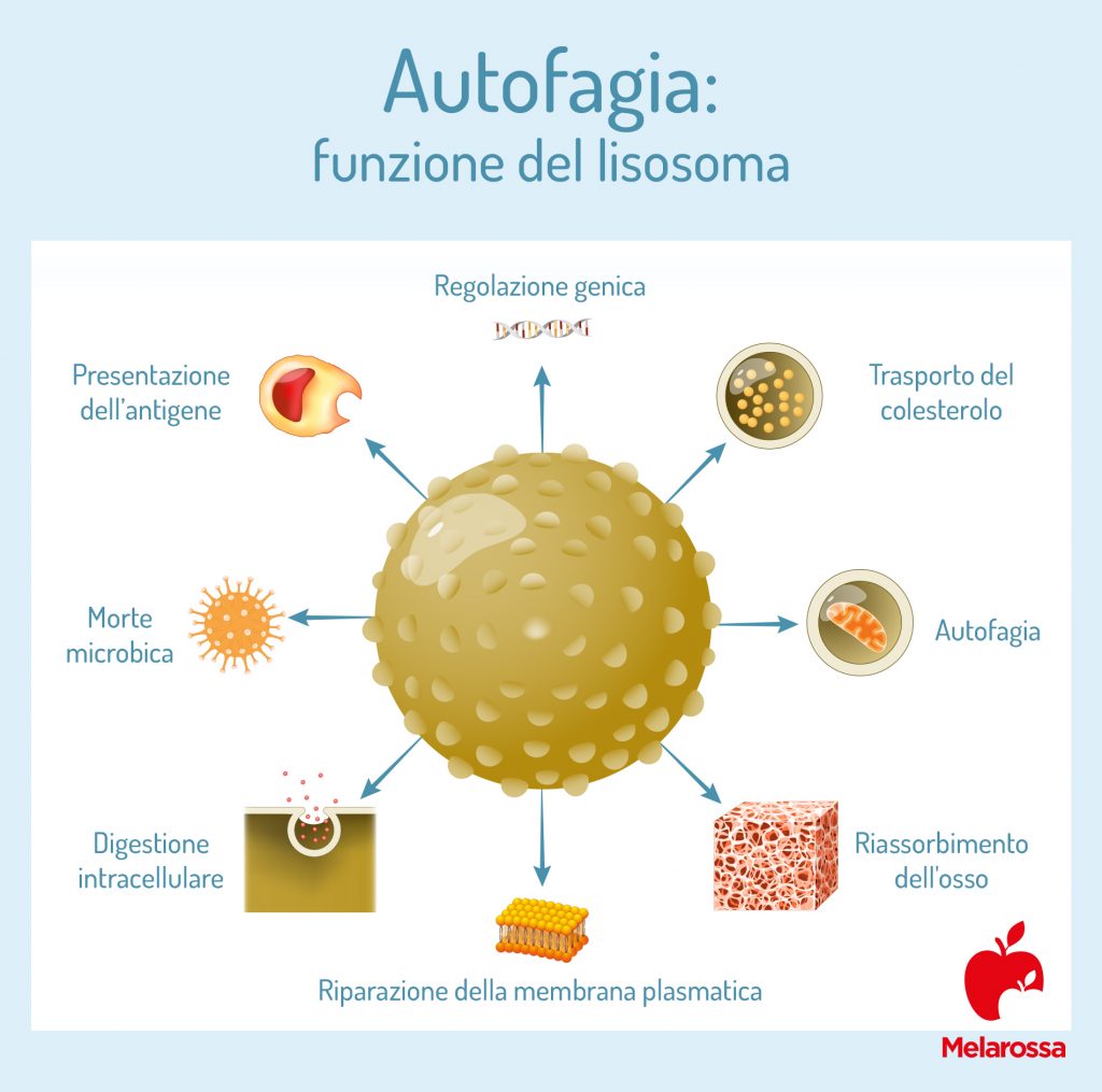 Autofagia: che cos'è, significato, funzioni ed effetti sul corpo