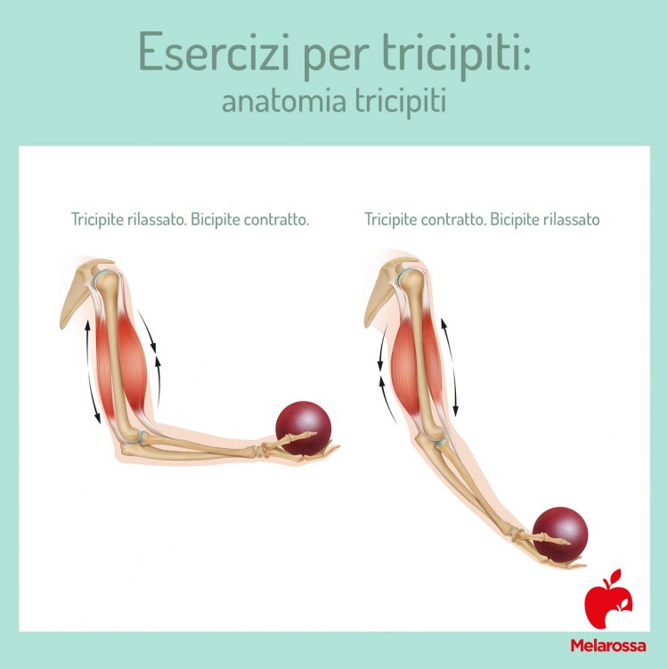 Esercizi tricipiti: i migliori allenamenti per tonificarli