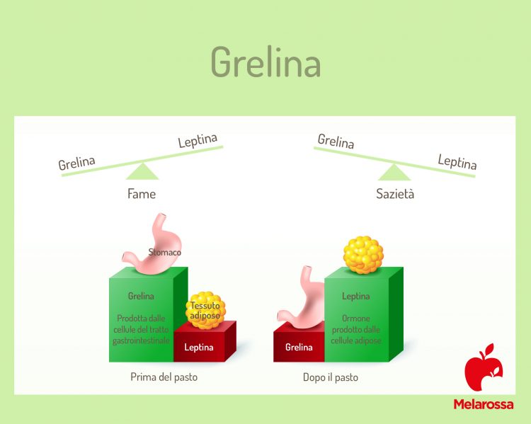 Grelina: che cos'è, dove si trova, come bloccarla