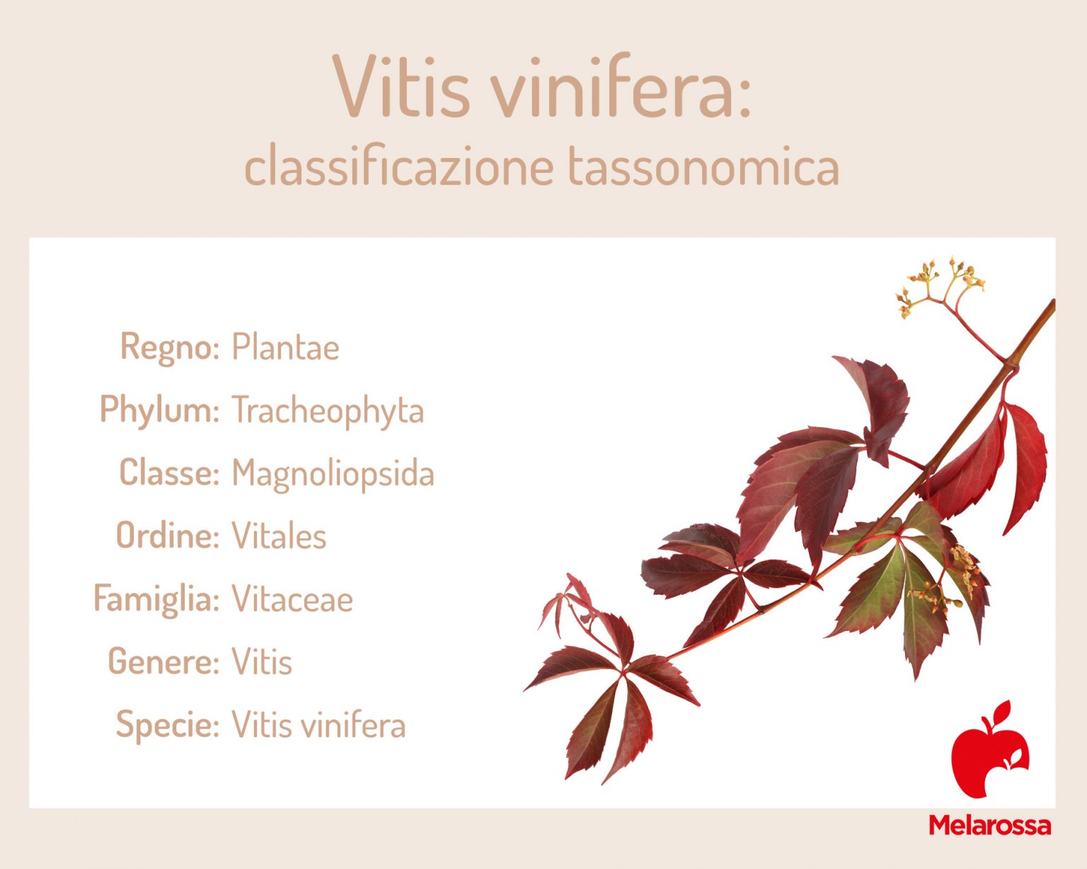 Vite rossa: che cos'è, a cosa serve, proprietà, i migliori integratori
