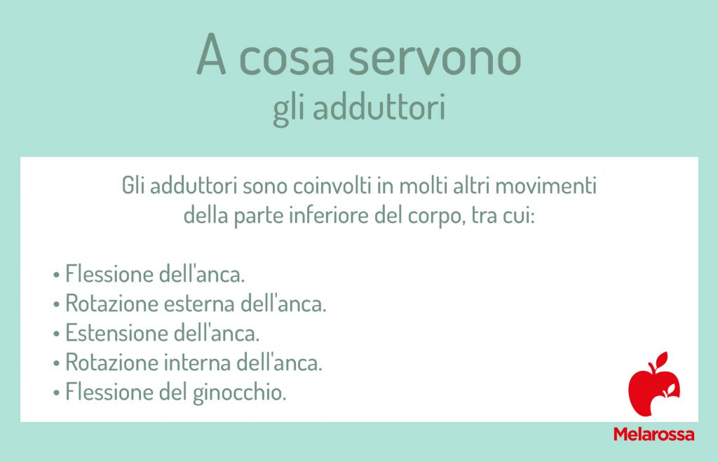 Adduttori: anatomia, a cosa servono, come allenarli, esercizi