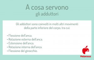 Adduttori: anatomia, a cosa servono, come allenarli, esercizi