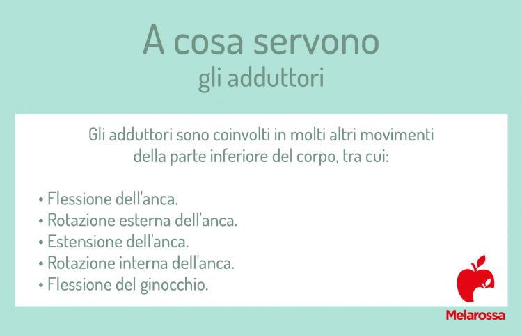 Adduttori: anatomia, a cosa servono, come allenarli, esercizi