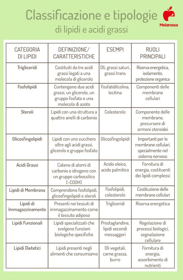 Lipidi o grassi: cosa sono, a cosa servono e dove si trovano
