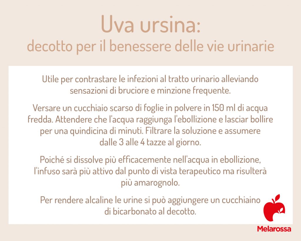 Uva ursina: proprietà, usi, controindicazioni ed effetti collaterali