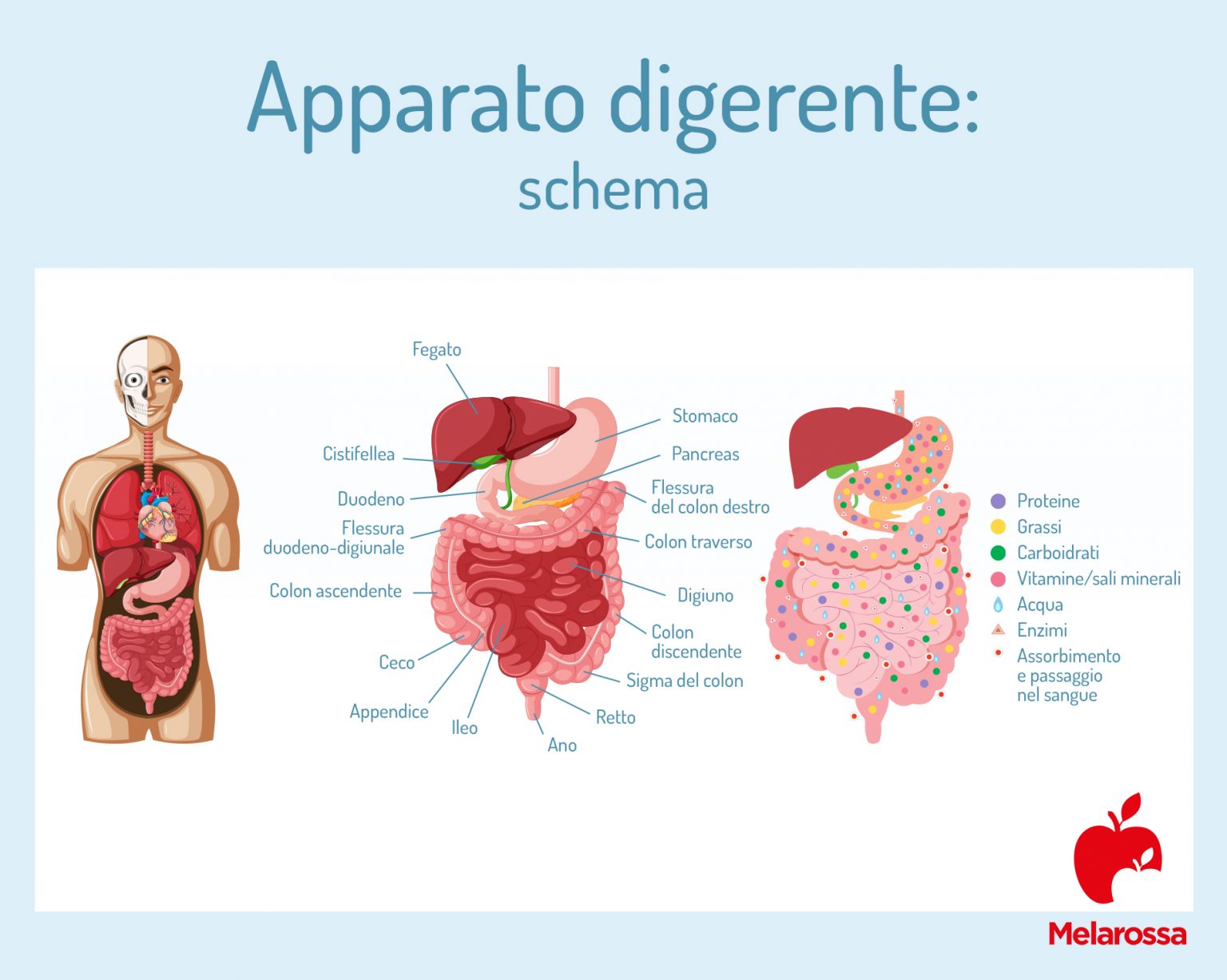 Digestione: come avviene, a cosa serve e come aiutarla - Melarossa