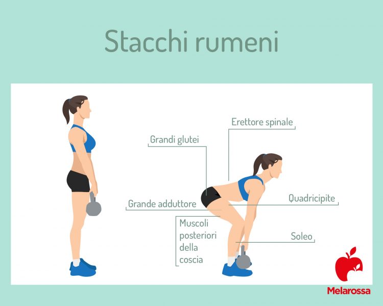 Ischiocrurali: anatomia, funzioni, esercizi, stretching